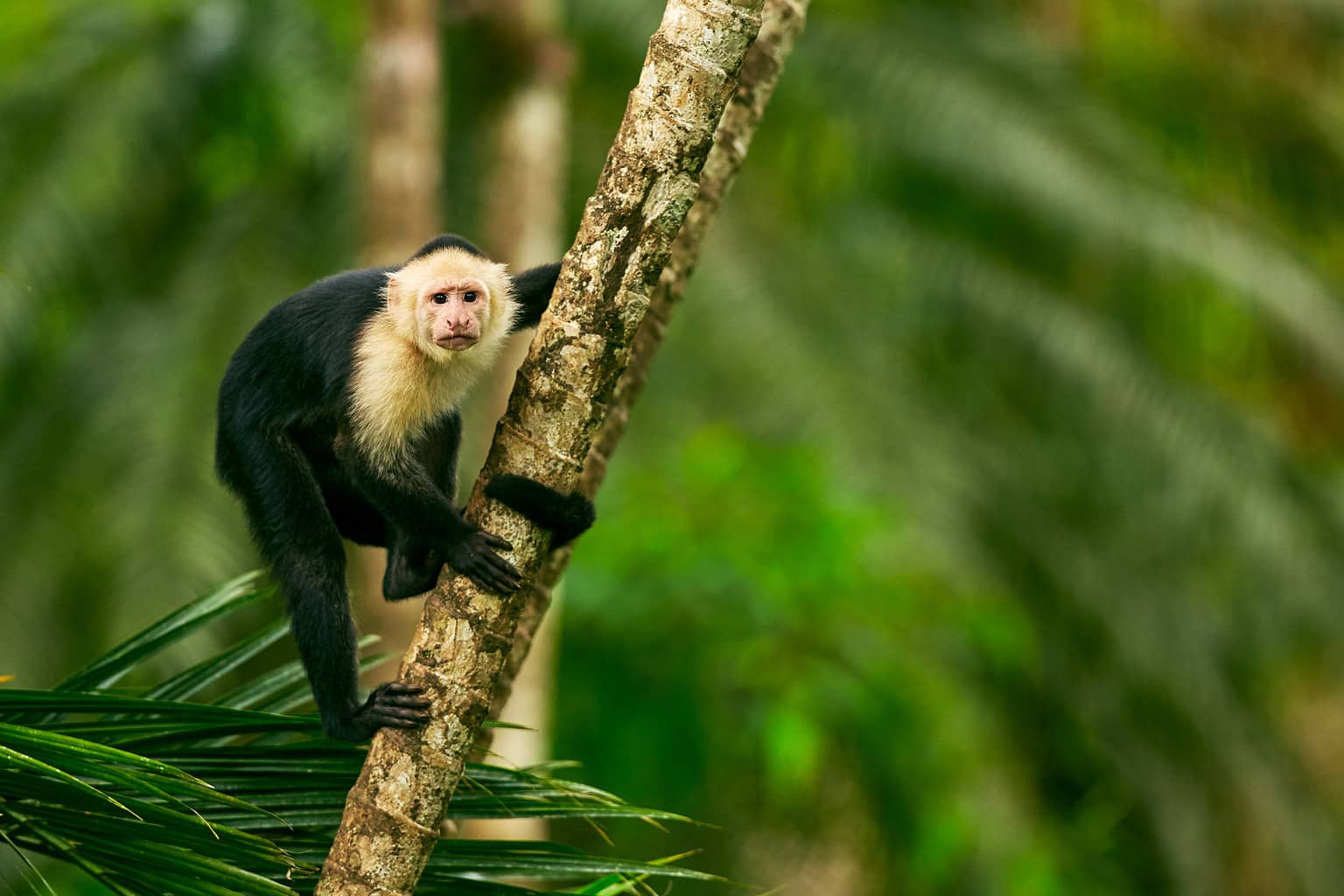11 Things You Didn't Know About Capuchin Monkeys - A-Z Animals