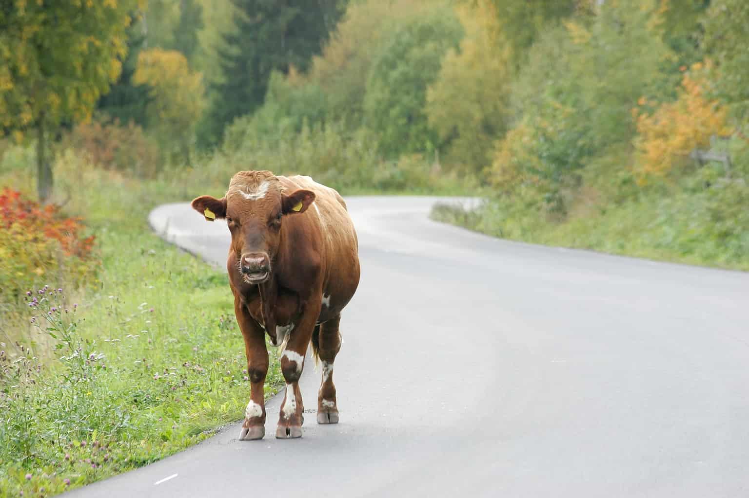 Are There Wild Cows? - A-Z Animals