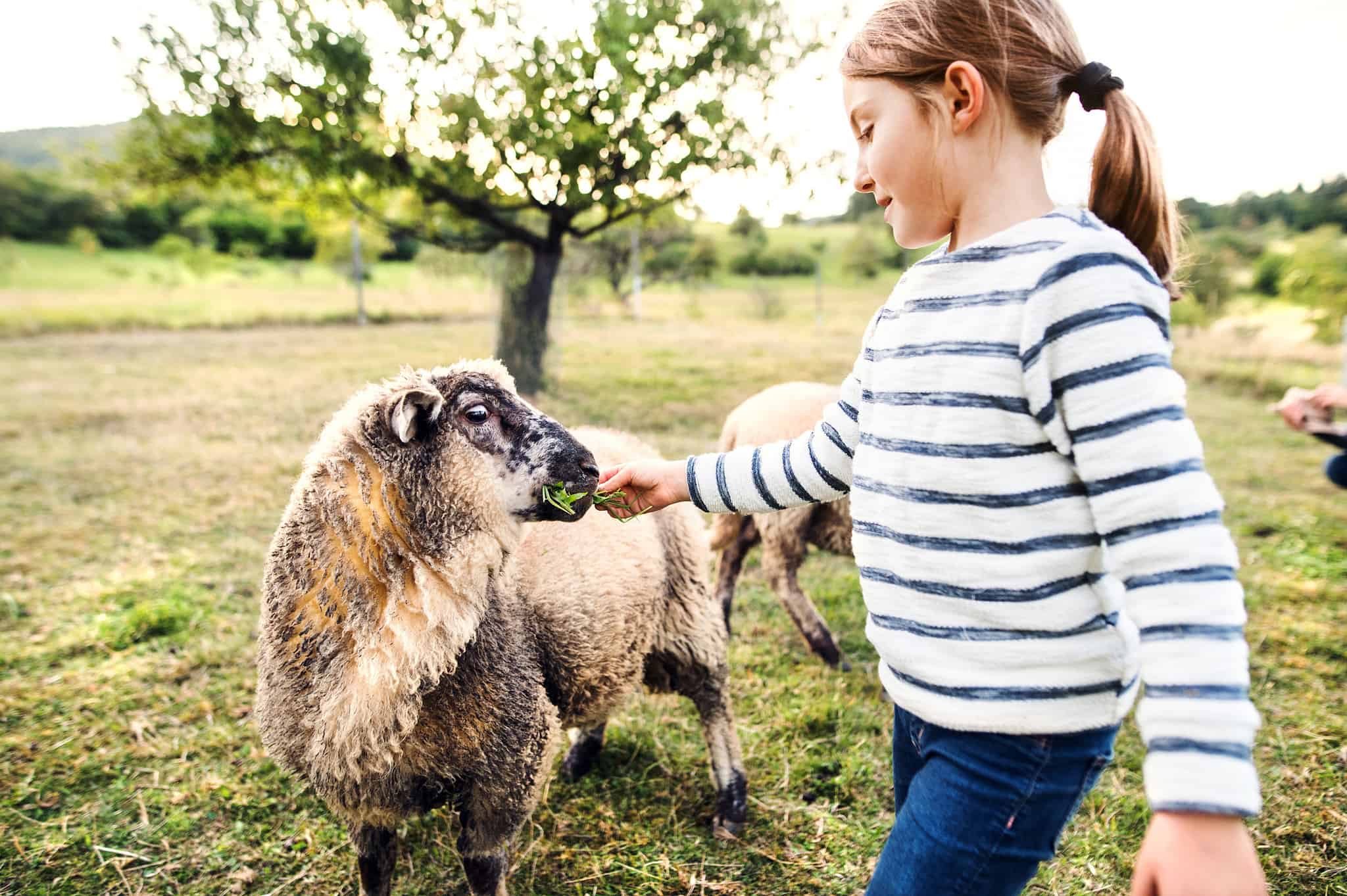 Do Sheep Make Good Pets? 5 Things to Know Before Getting One - A-Z Animals