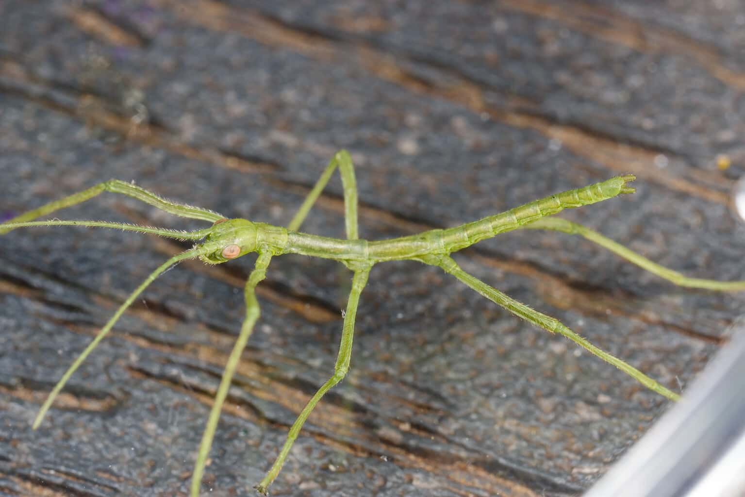 The Giant Walking Stick Hides in Plain Sight