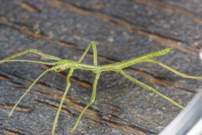 Everything’s Bigger in Texas — Including These 9 Enormous Insects - A-Z ...
