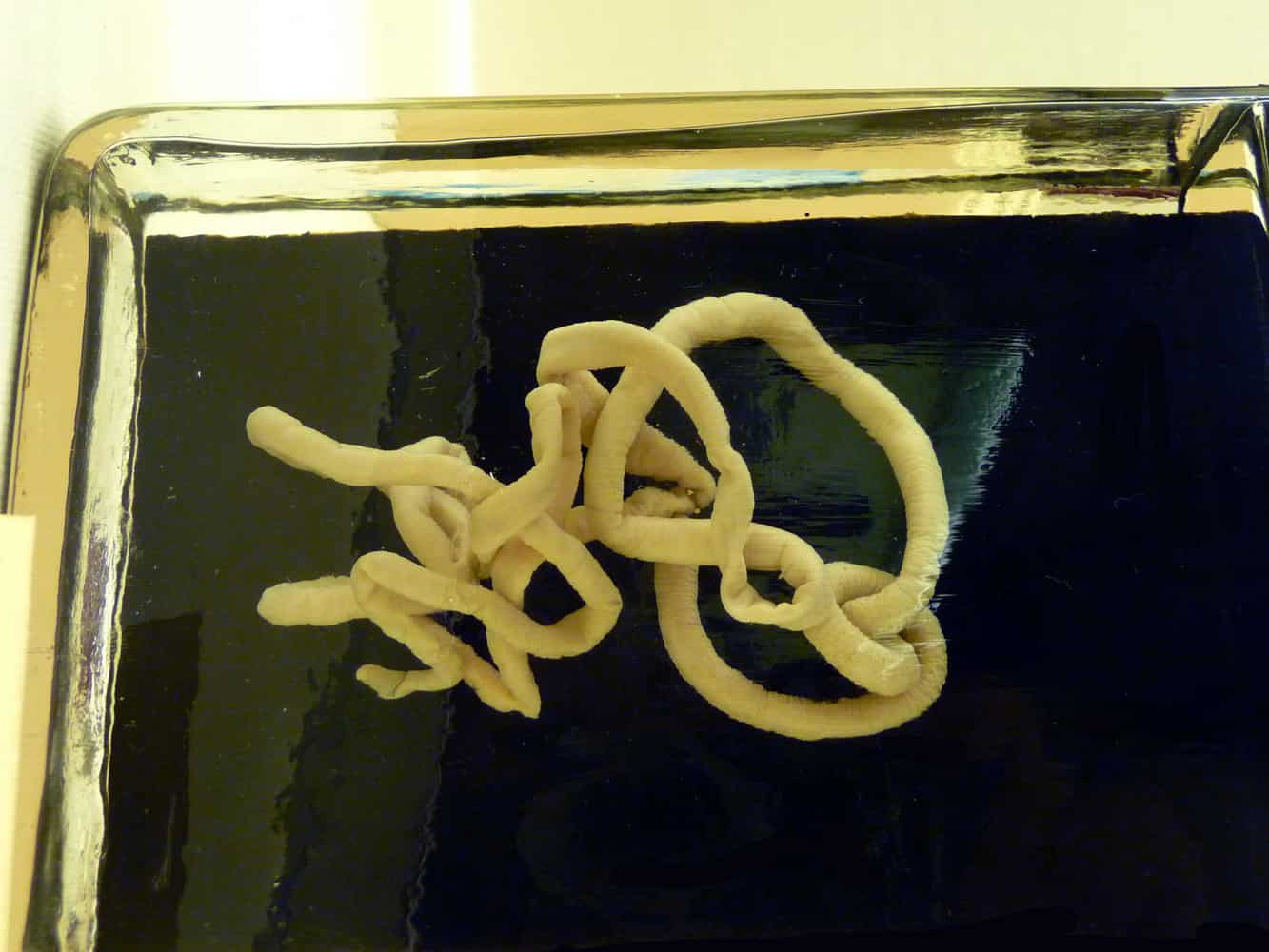 The 13 Longest Animals Still on Earth in 2024 - A-Z Animals