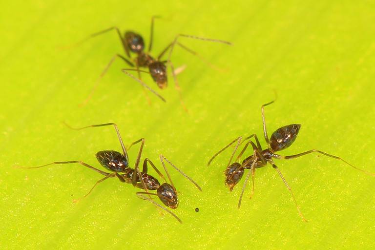 9 Best Kinds of Ants for Beginner Ant Farms - A-Z Animals