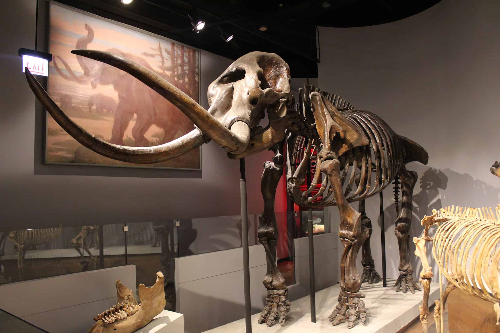 Discover the 5 Official State Animals of Michigan - A-Z Animals