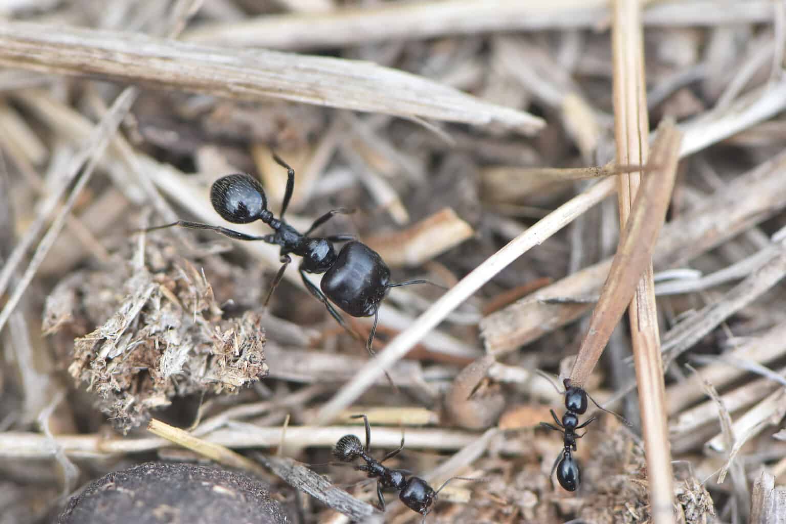 9 Best Kinds of Ants for Beginner Ant Farms - A-Z Animals