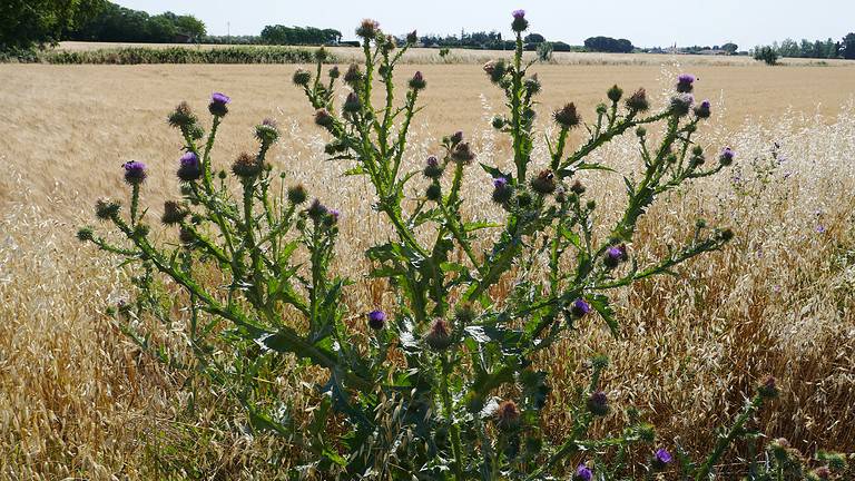 15 Amazing Thistle Plants and How to Tell Them Apart - A-Z Animals