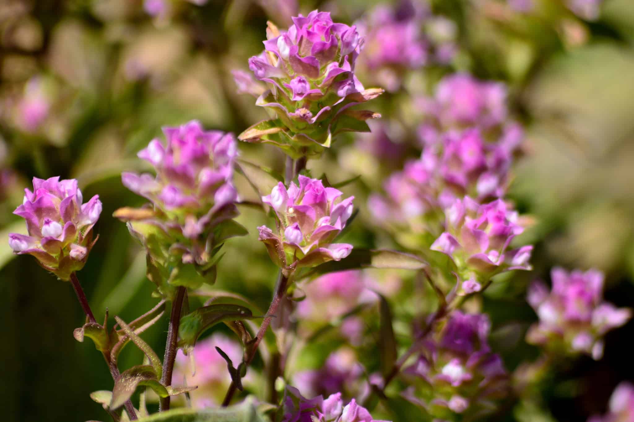 11 Beautiful Wildflowers That Grow in California - A-Z Animals