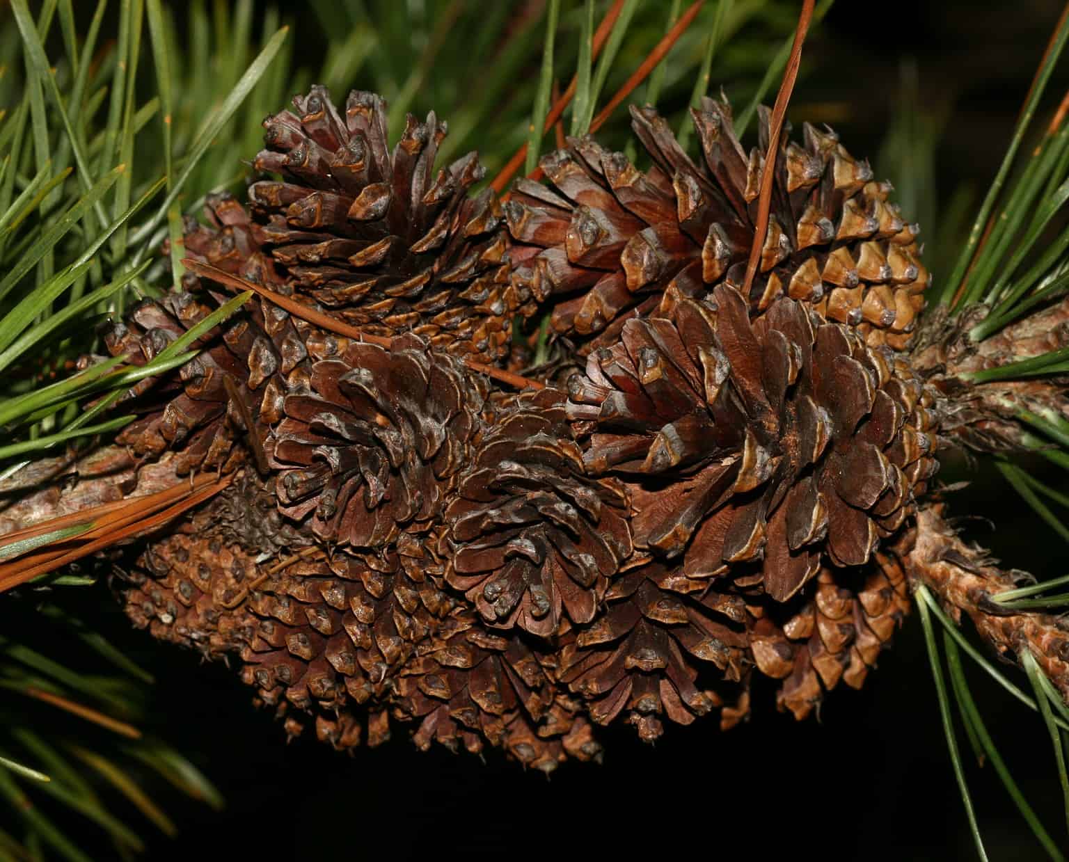 Monterey Pine vs. Bishop Pine Tree: 6 Differences Between These ...