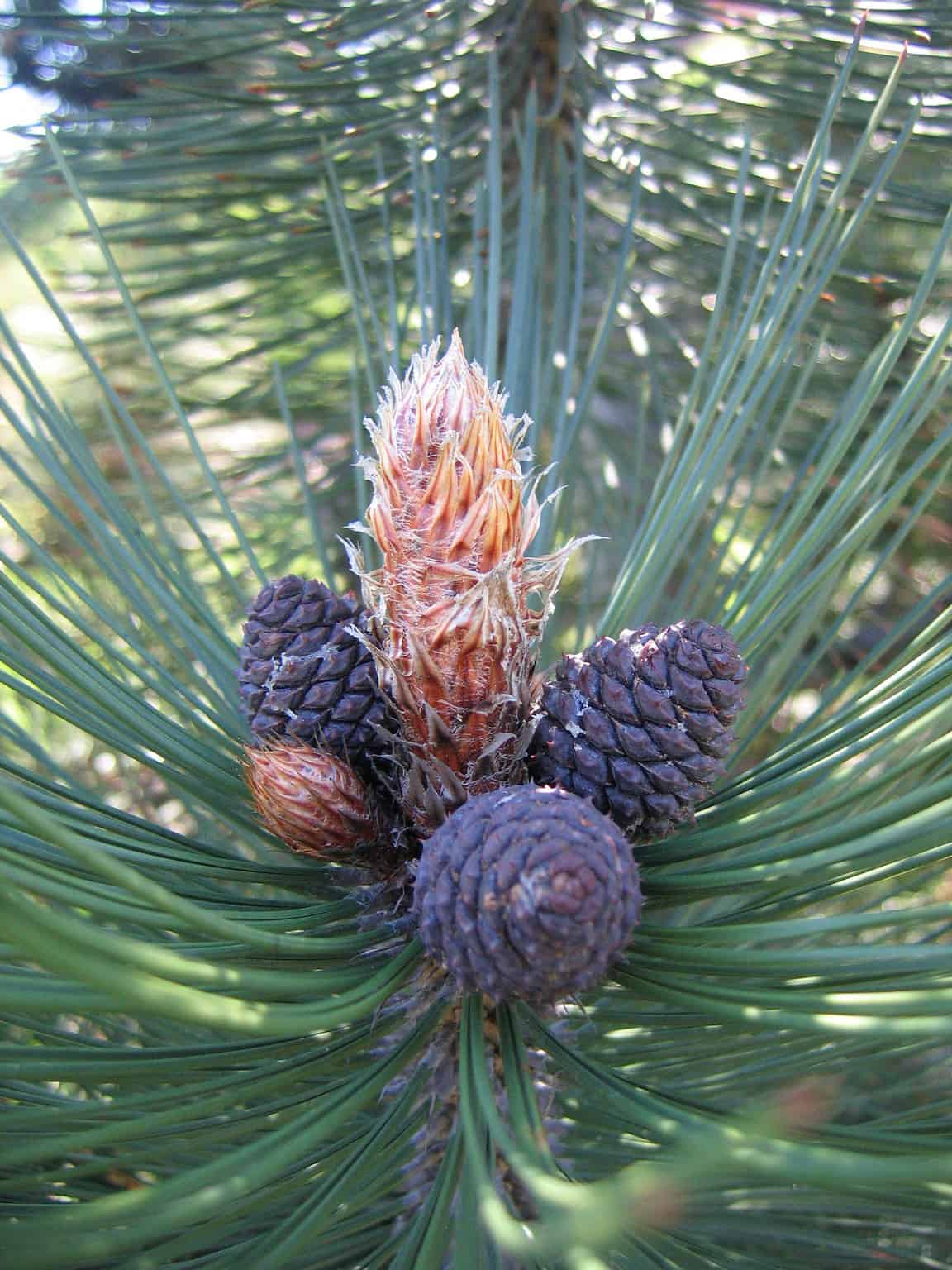10 Types of Pine Cones - Shapes, Sizes and Colors - A-Z Animals