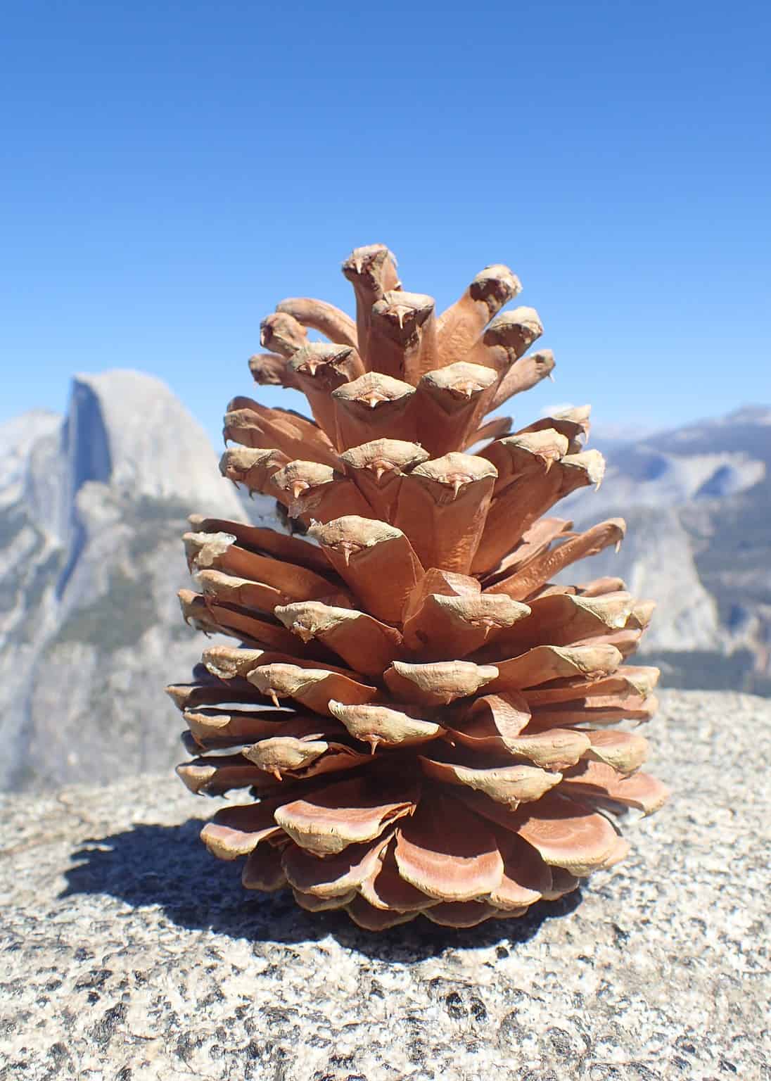 10 Types of Pine Cones - Shapes, Sizes and Colors - A-Z Animals