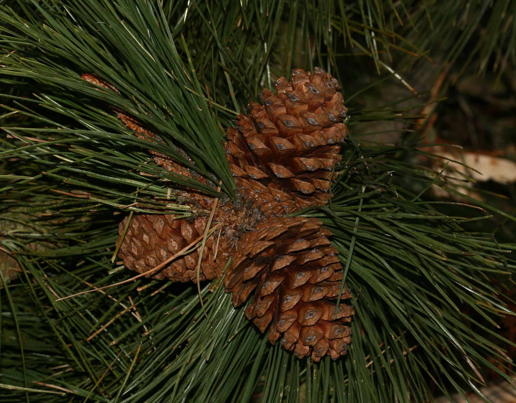10 Types of Pine Cones - Shapes, Sizes and Colors - A-Z Animals