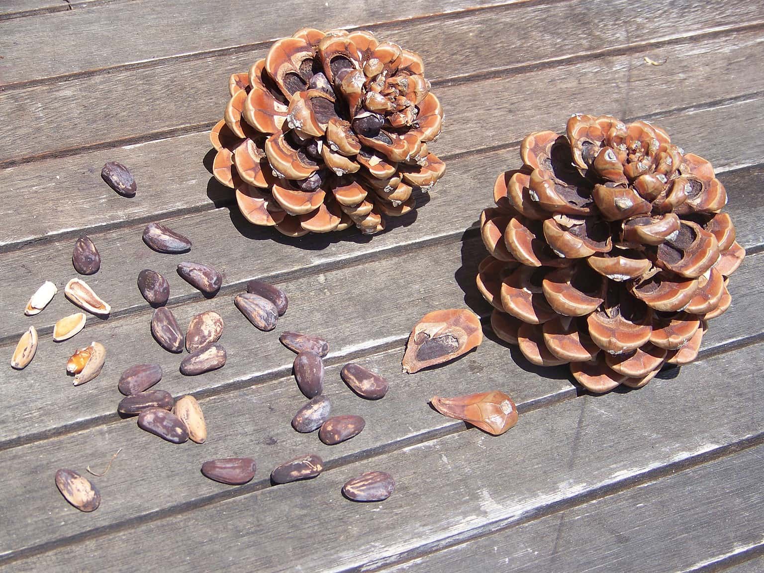 10 Types of Pine Cones - Shapes, Sizes and Colors - A-Z Animals