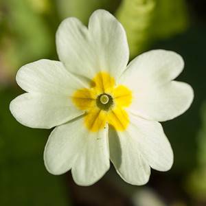 February Birth Flowers: Symbolism and Meaning of Violets and Primroses ...
