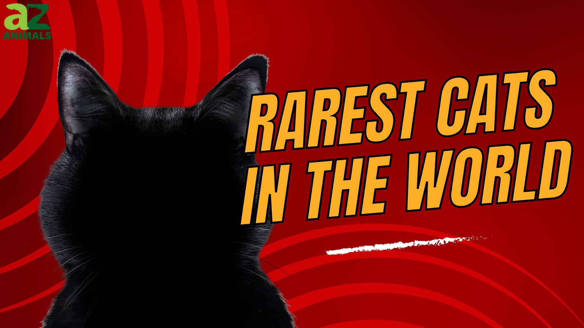 The 16 Rarest Cats In The World - A-Z Animals