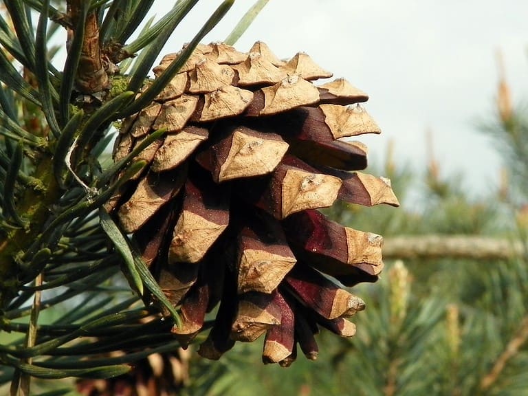 10 Types of Pine Cones - Shapes, Sizes and Colors - A-Z Animals