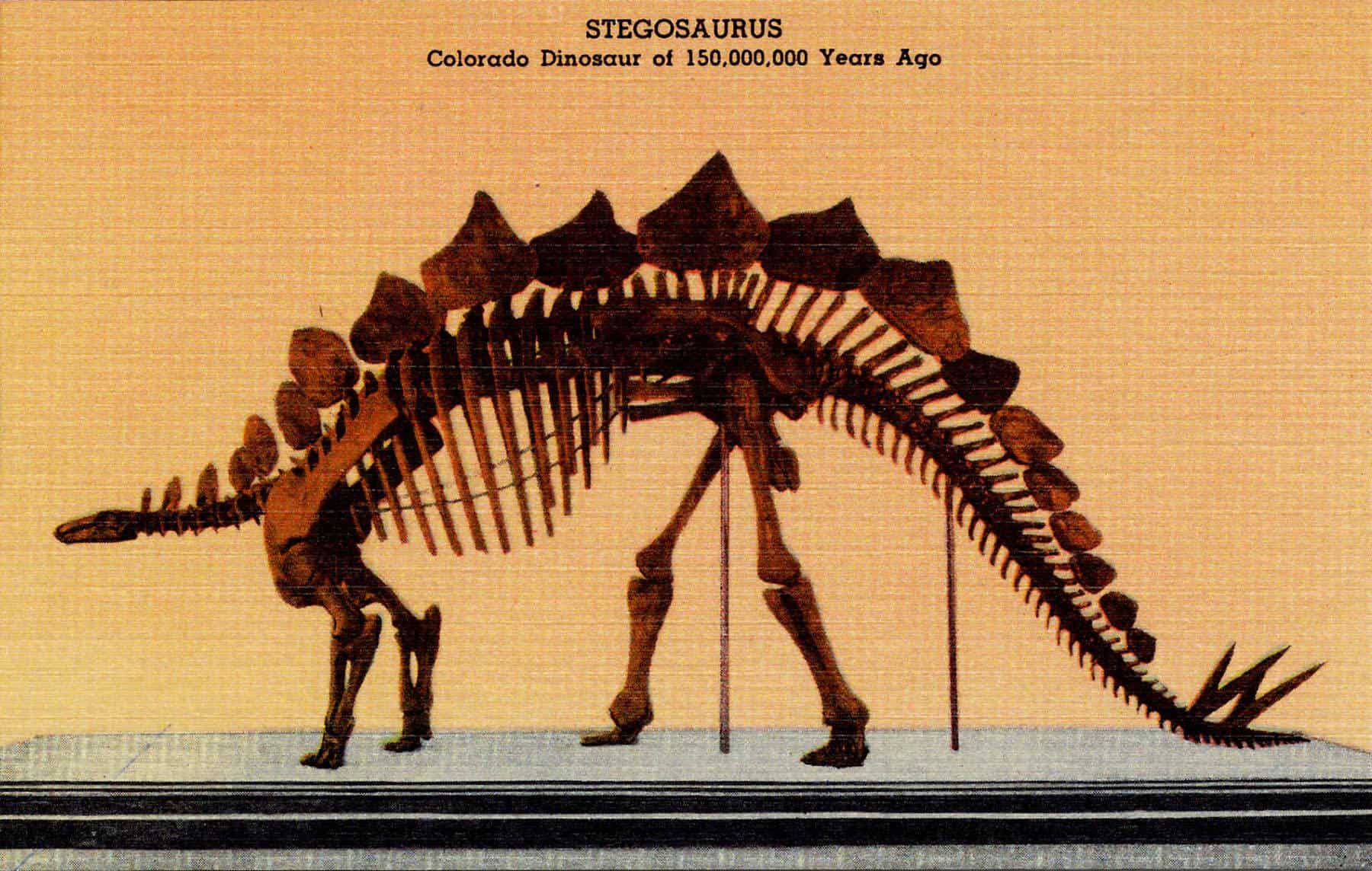 The Complete List of Every U.S. State Dinosaur and Fossil - A-Z Animals