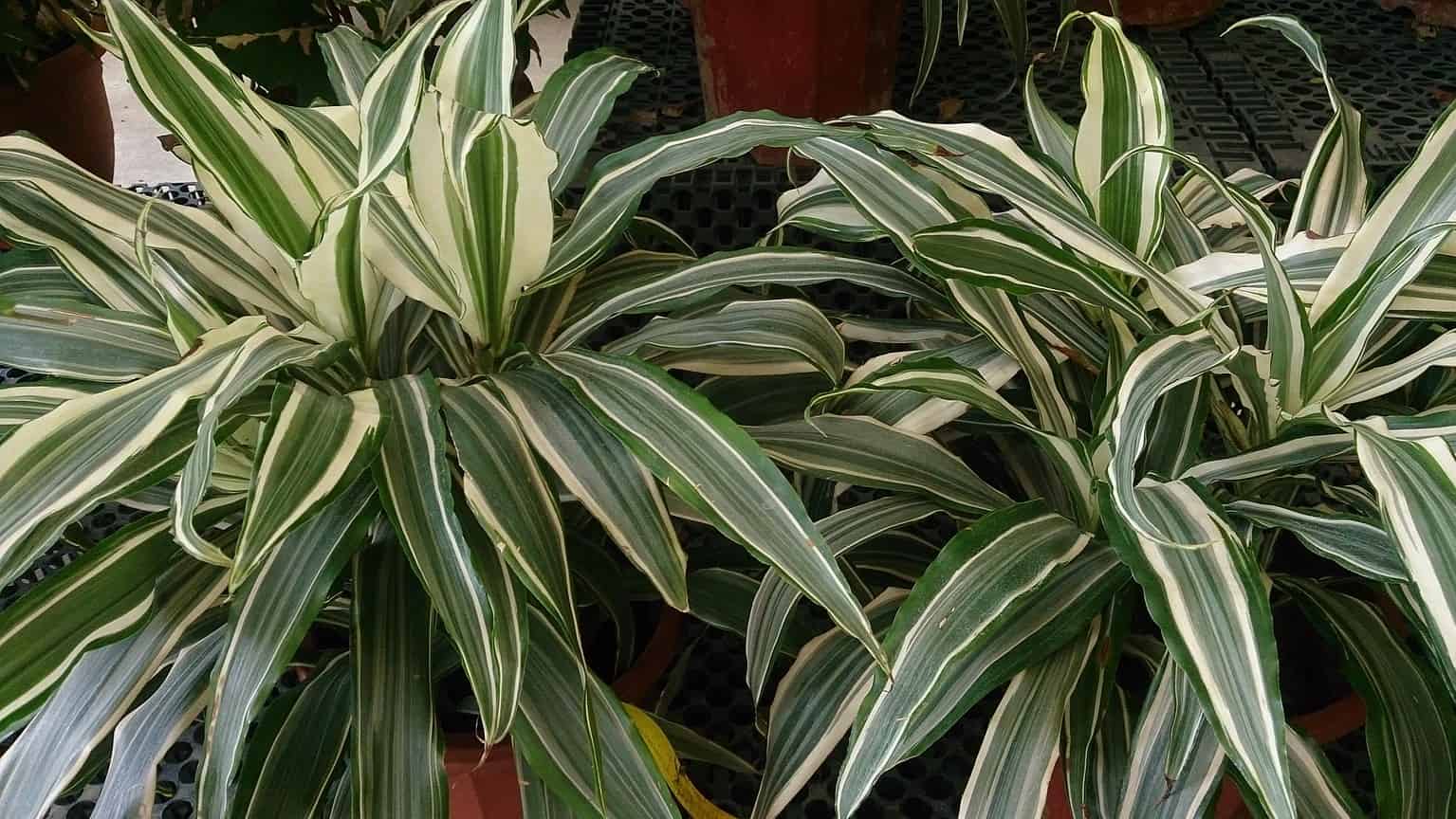8 Types of Dracaena and How They Are Different - A-Z Animals