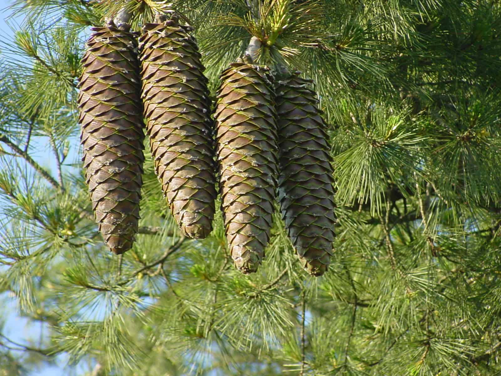 10 Types of Pine Cones - Shapes, Sizes and Colors - A-Z Animals