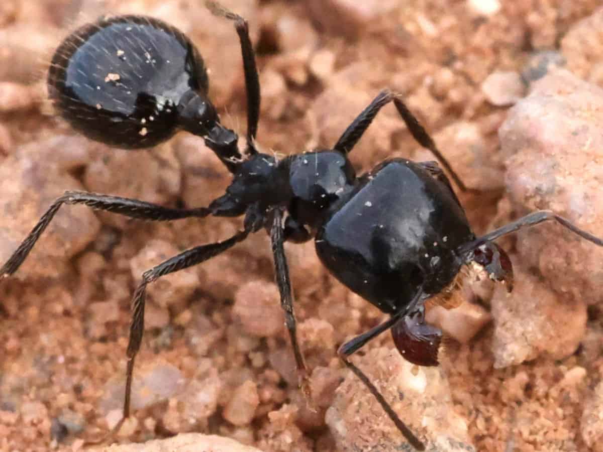 9 Best Kinds of Ants for Beginner Ant Farms - A-Z Animals