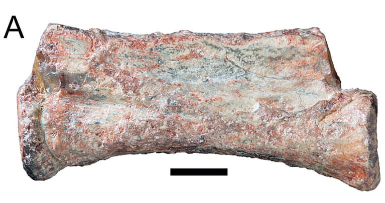 13 Incredible Dinosaurs That Start With W - A-Z Animals