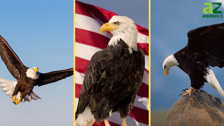 11 Iconic Animal Statues Worth Traveling the World to See - A-Z Animals