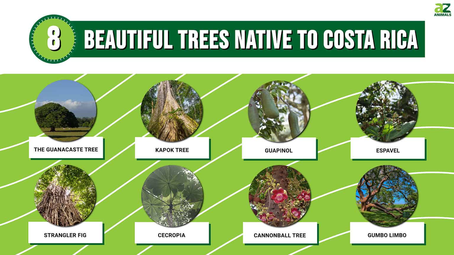 8 Beautiful Trees Native to Costa Rica - A-Z Animals