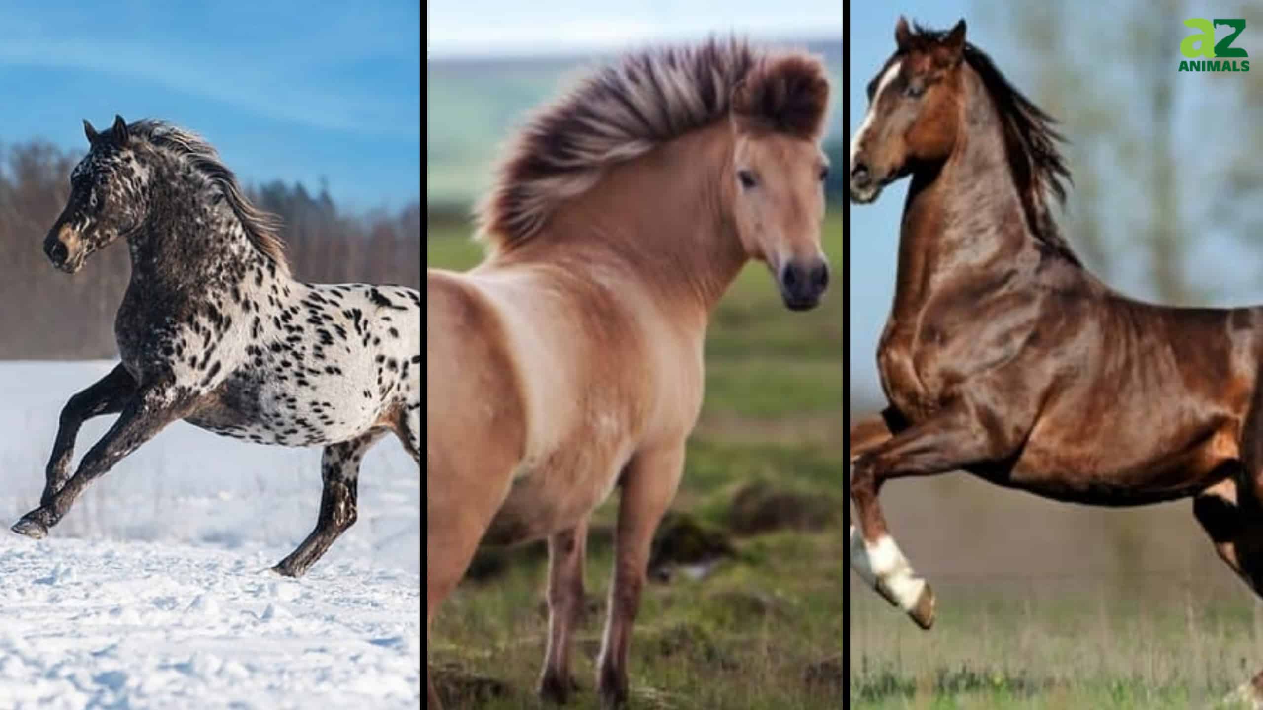 The 11 Best Horse Breeds for Riding - A-Z Animals