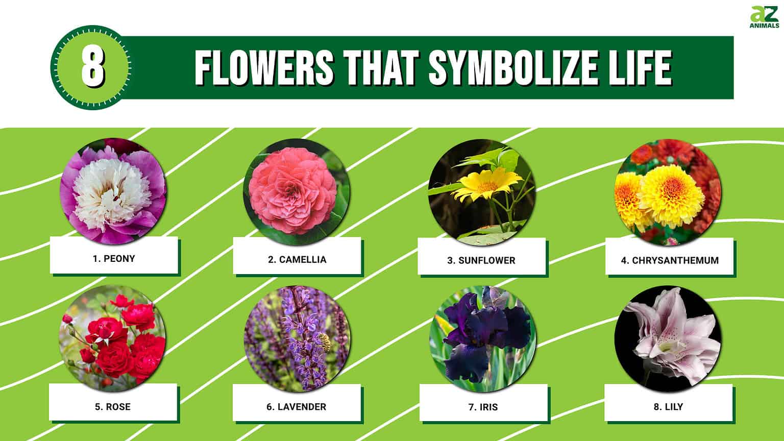 8 Flowers That Symbolize Life - A-Z Animals