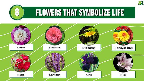 8 Flowers That Symbolize Life - A-Z Animals