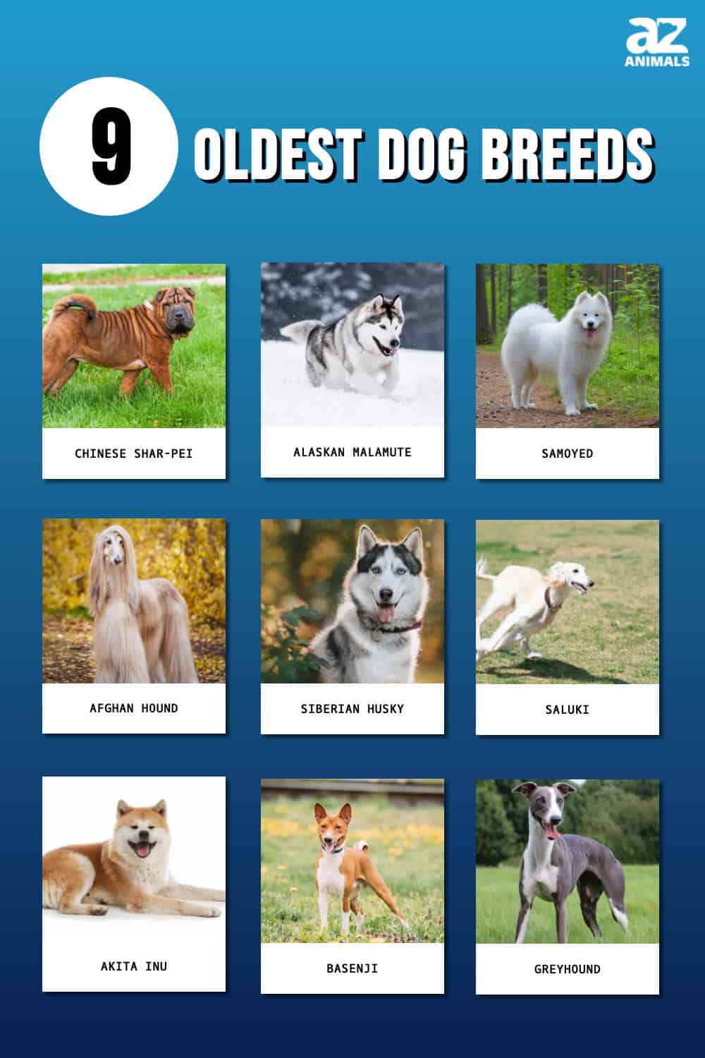 The 9 Oldest Dog Breeds (One Might Be 10,000 Years Old!) - A-Z Animals