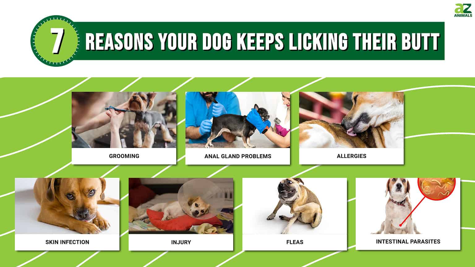 7 Reasons Your Dog Keeps Licking Their Butt - A-Z Animals