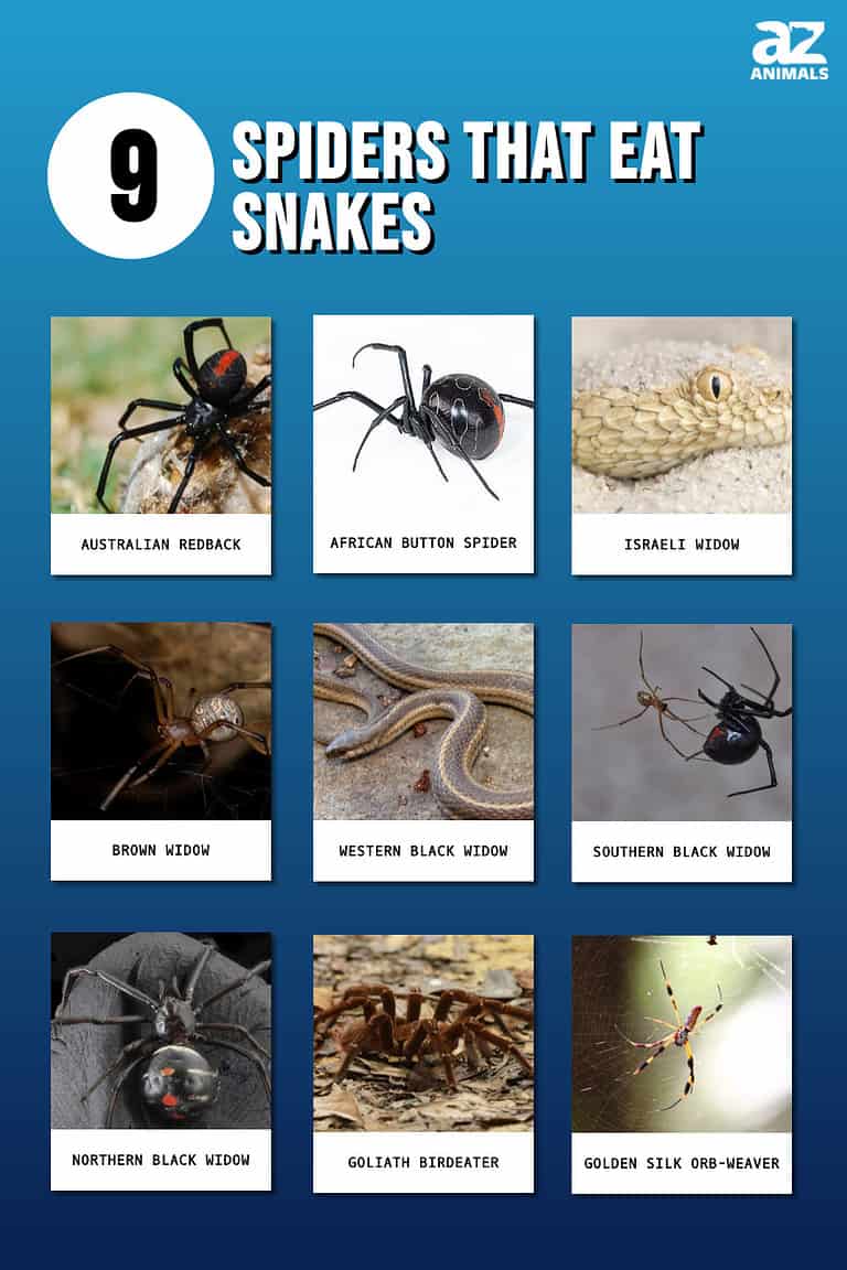 9 Spiders That Eat Snakes - A-Z Animals