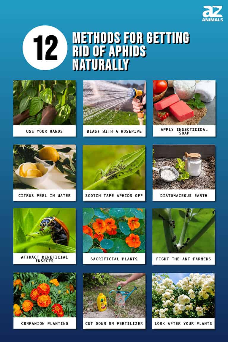 Discover 12 Methods for Getting Rid of Aphids Naturally - A-Z Animals