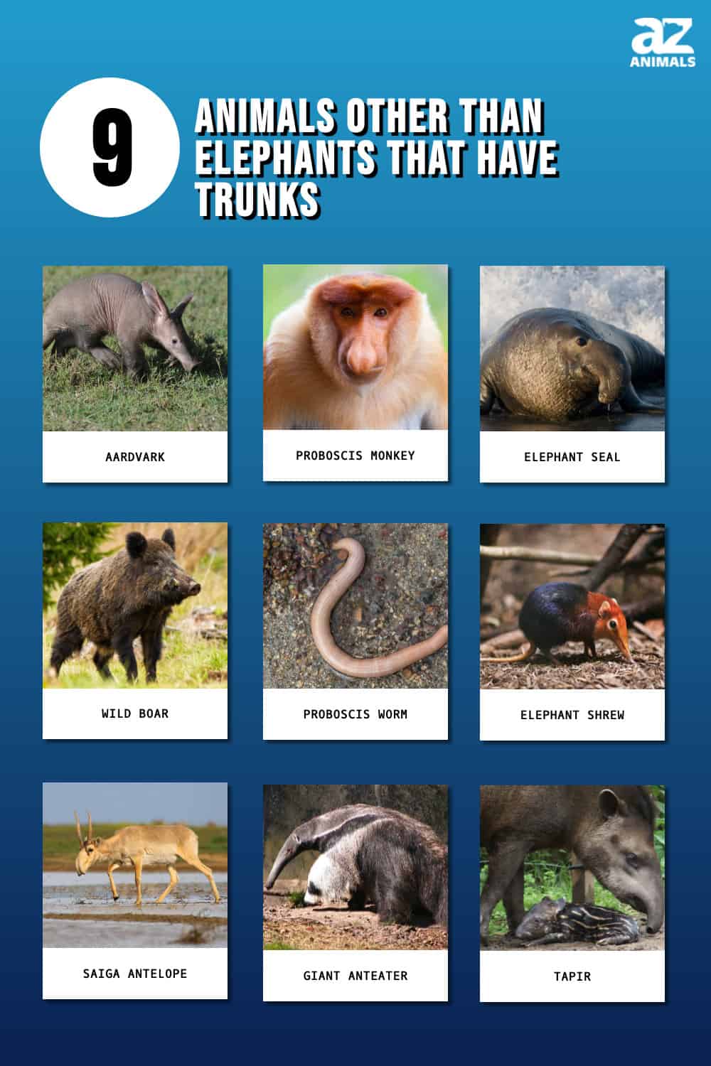 9 Animals Other Than Elephants That Have Trunks - A-Z Animals