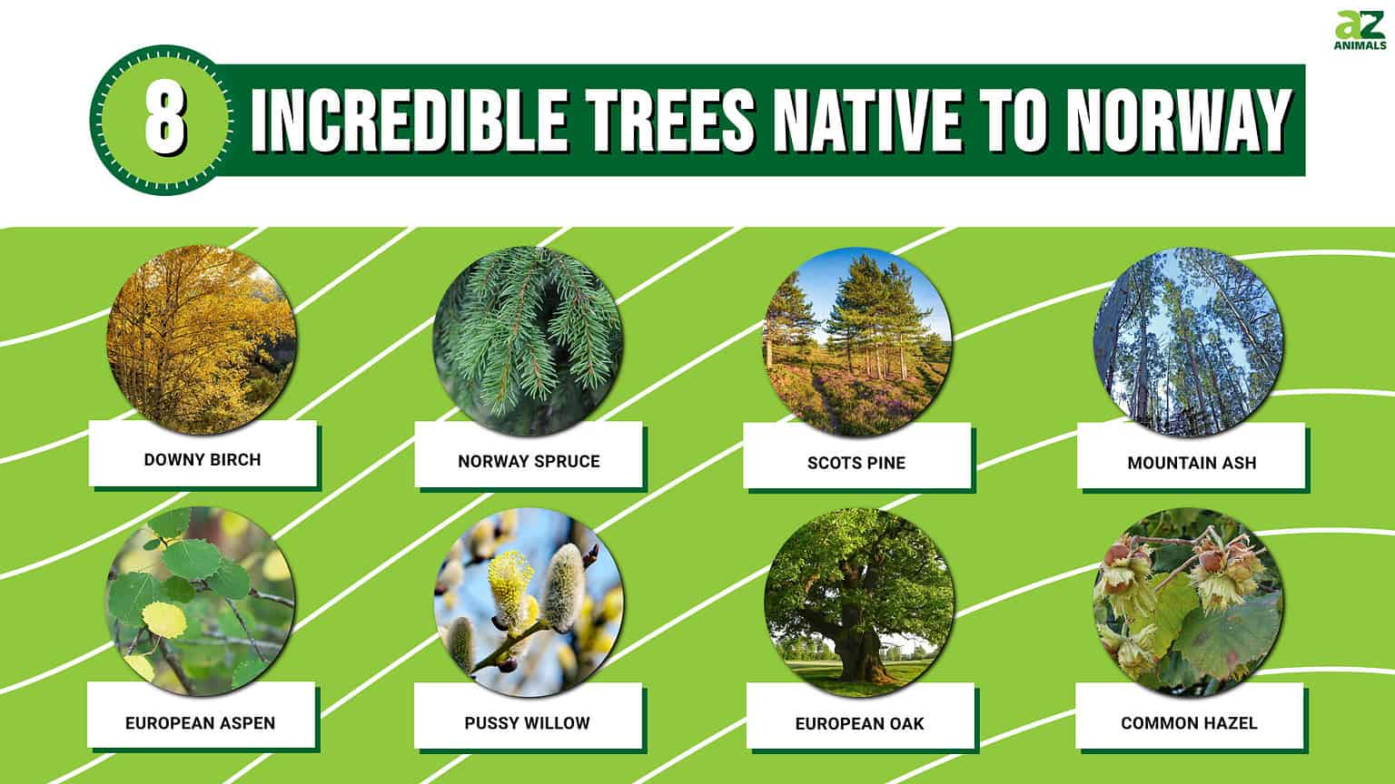 8 Incredible Trees Native to Norway - A-Z Animals