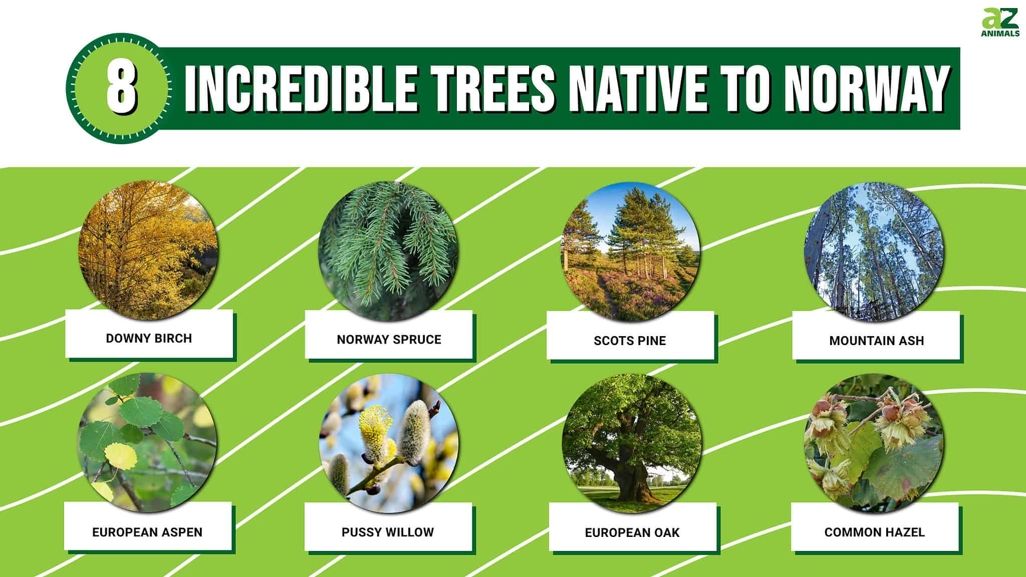 8 Incredible Trees Native to Norway - A-Z Animals