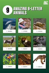 Discover 9 Amazing 8-Letter Animals - A-Z Animals
