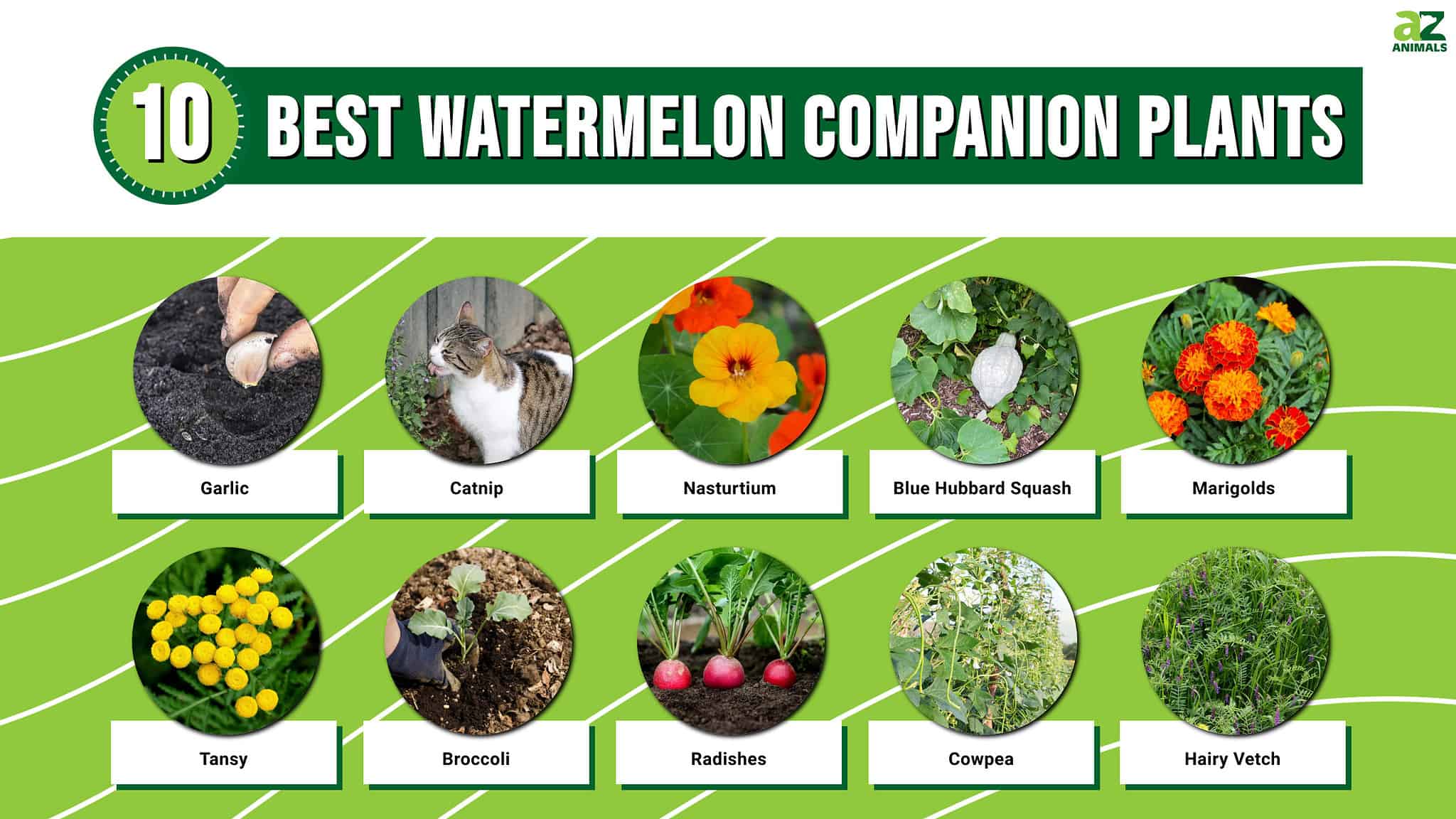 The 10 Best Watermelon Companion Plants - A-Z Animals