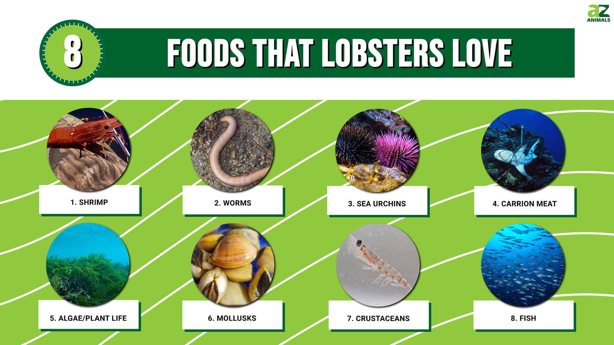 What Do Lobsters Eat? The Top 8 Foods They Love! - A-Z Animals