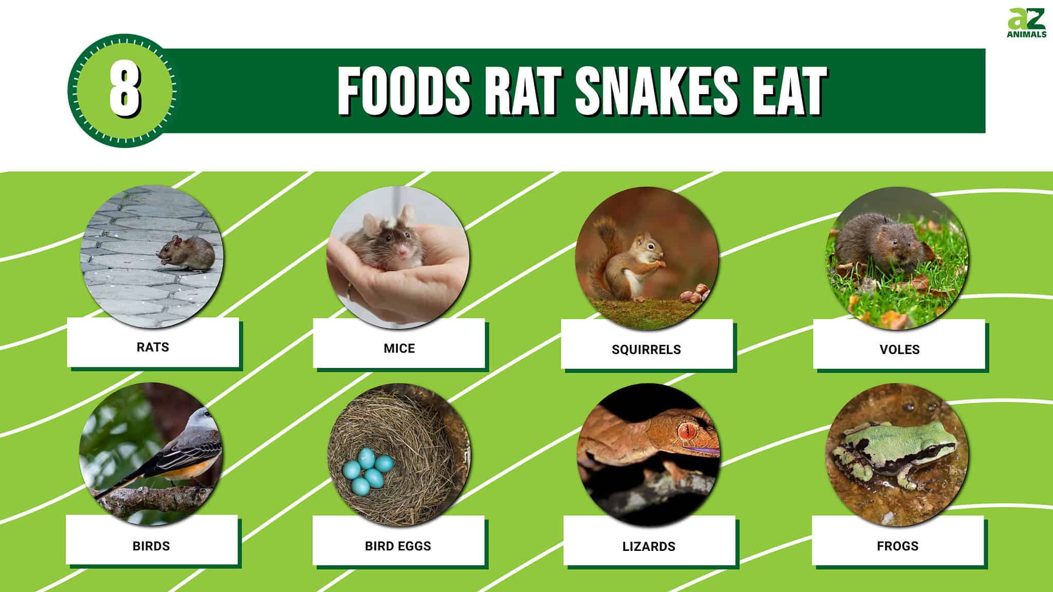 What Do Rat Snakes Eat? 8 Foods in their Diet - A-Z Animals