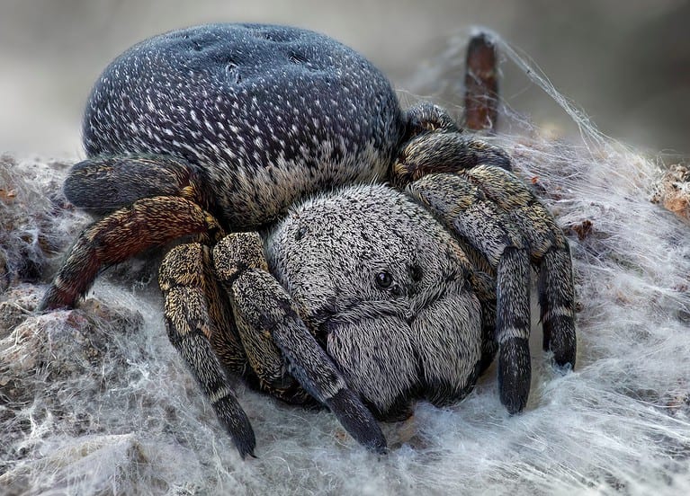 The 6 Best Types of Spiders to Keep as Pets, Ranked - A-Z Animals