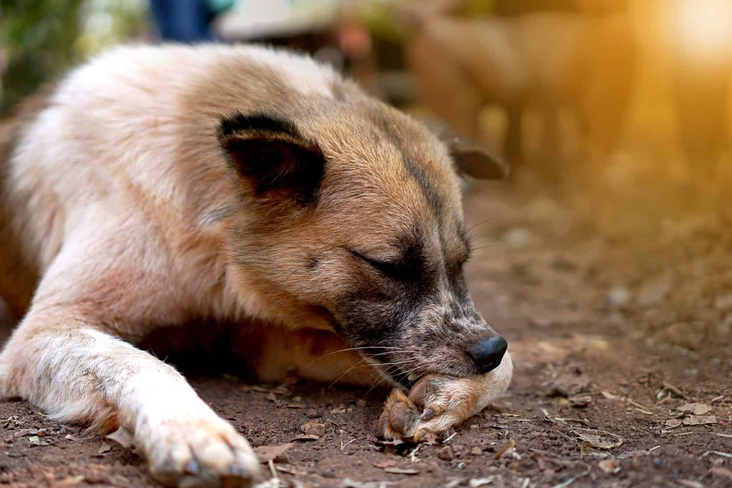 What Are Mango Worms? Can You or Your Dog Get These Nightmarish ...