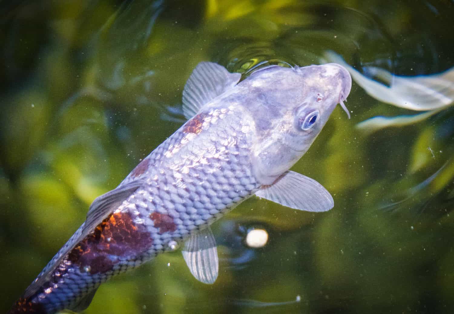 7 Cheapest Koi to Keep as Pets - A-Z Animals