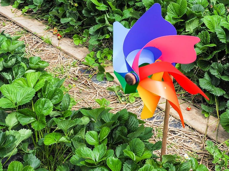 Do Scarecrows Work? How to Protect Your Garden From Hungry Birds and ...