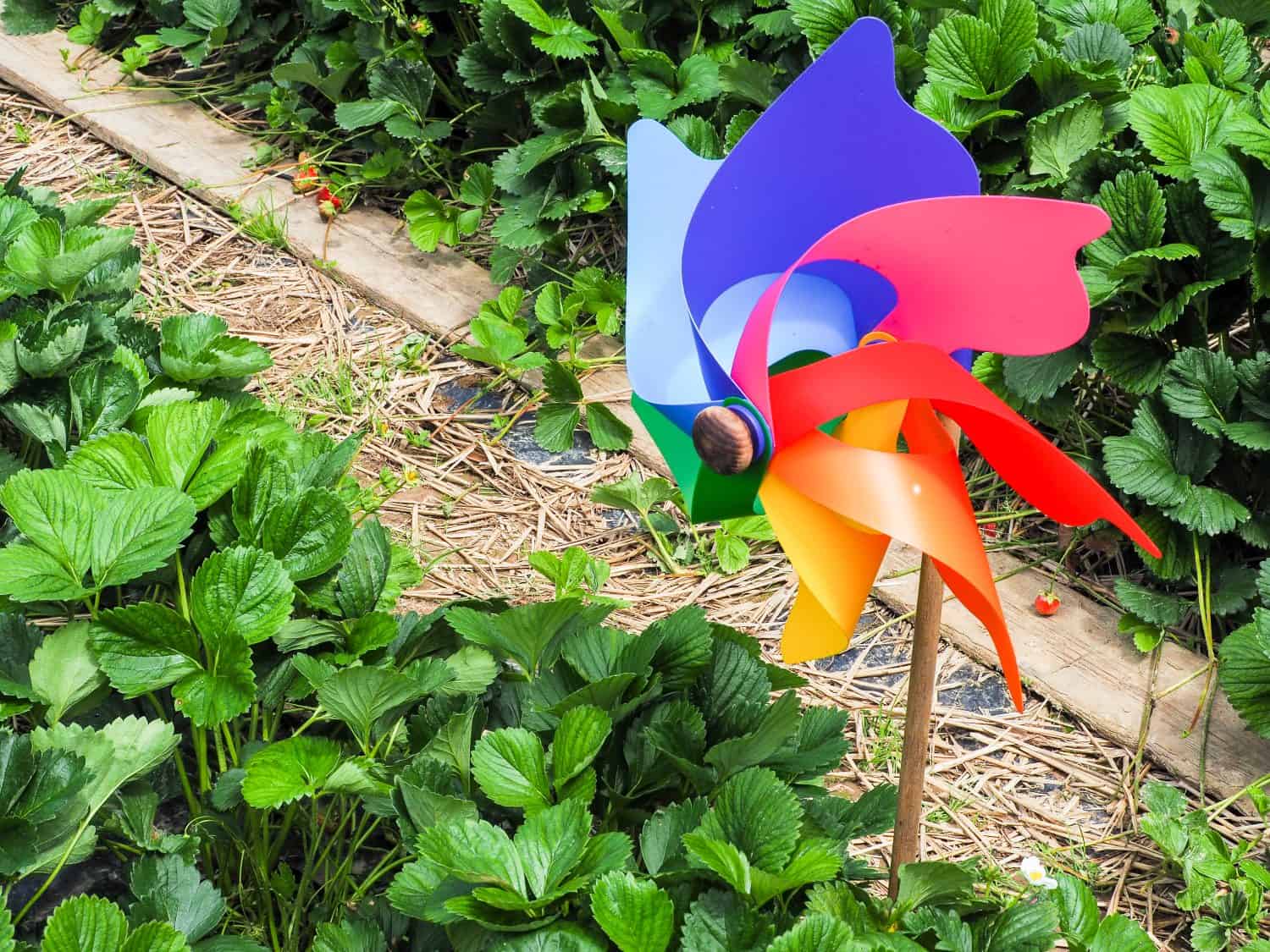 Do Scarecrows Work? How to Protect Your Garden From Hungry Birds and ...