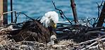 America’s Favorite Eagle Couple Loses Eggs After Raven Attack—But Hope ...