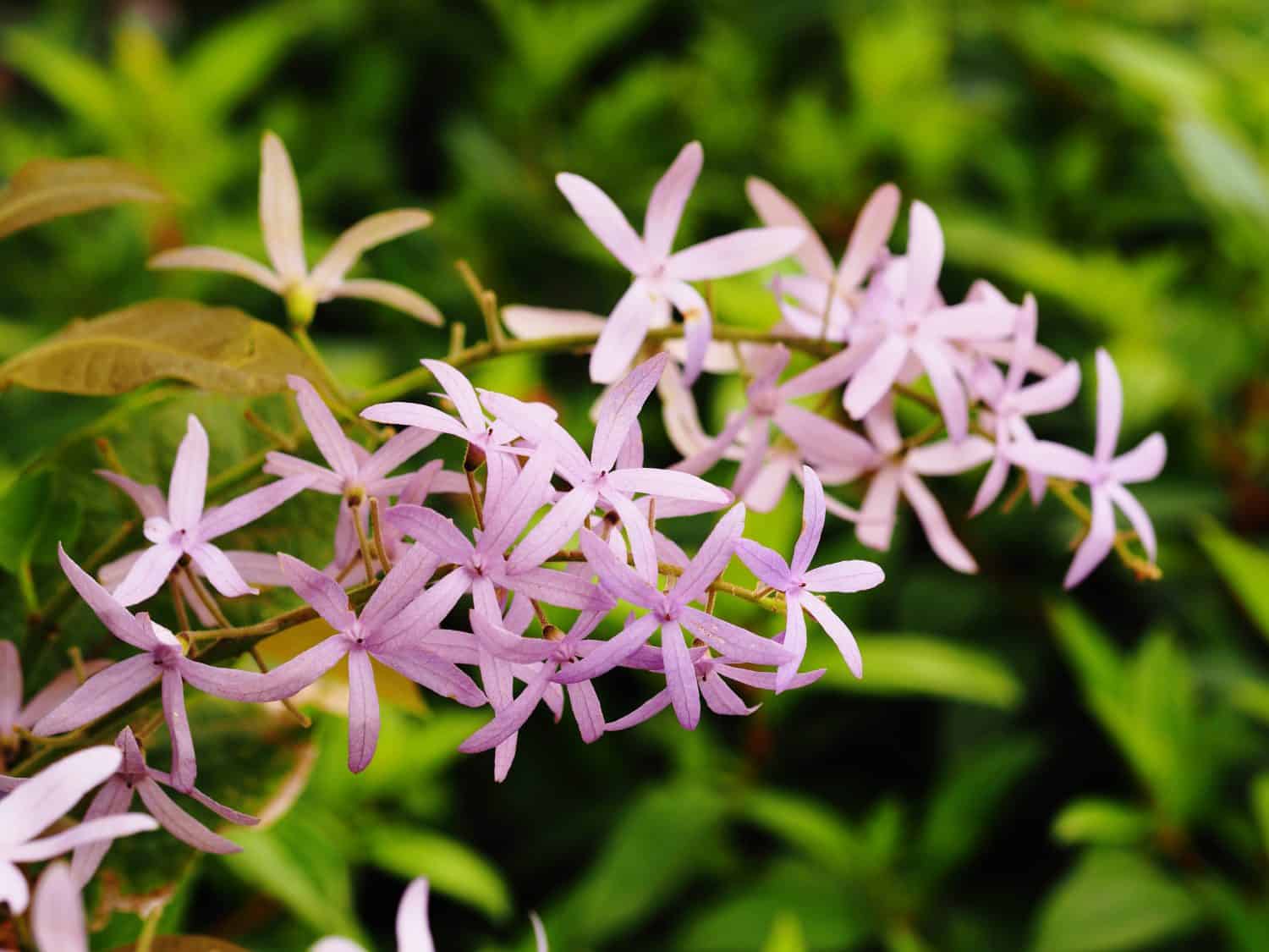 20 Vines That Produce Stunning Pink Flowers - A-Z Animals