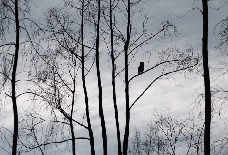 Where Do Owls Live? - A-Z Animals