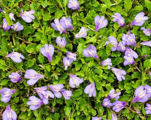 Explore the 21 Amazing 5-Letter Flowers (The Complete List!) - A-Z Animals