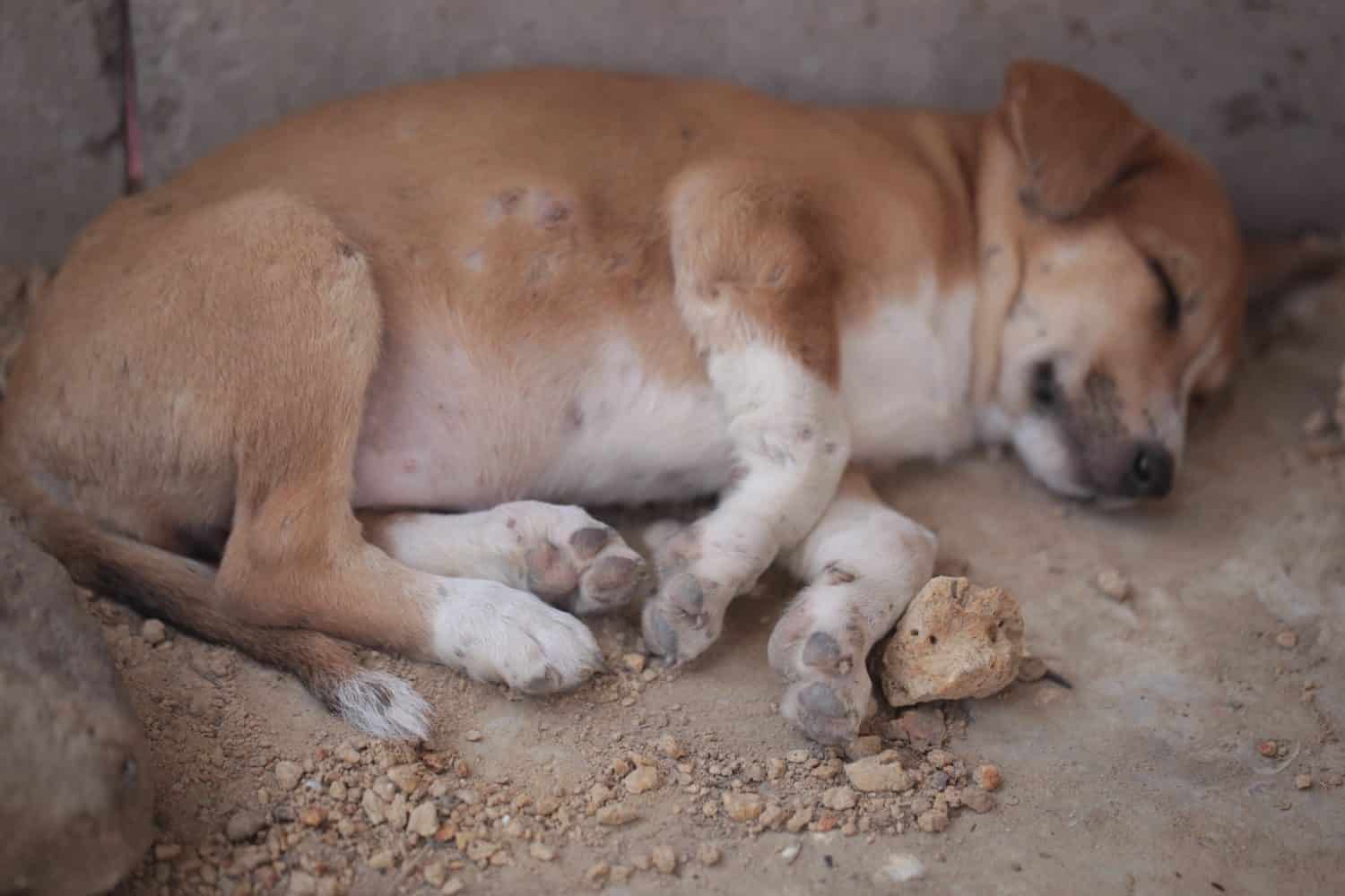 What Are Mango Worms? Can You or Your Dog Get These Nightmarish ...